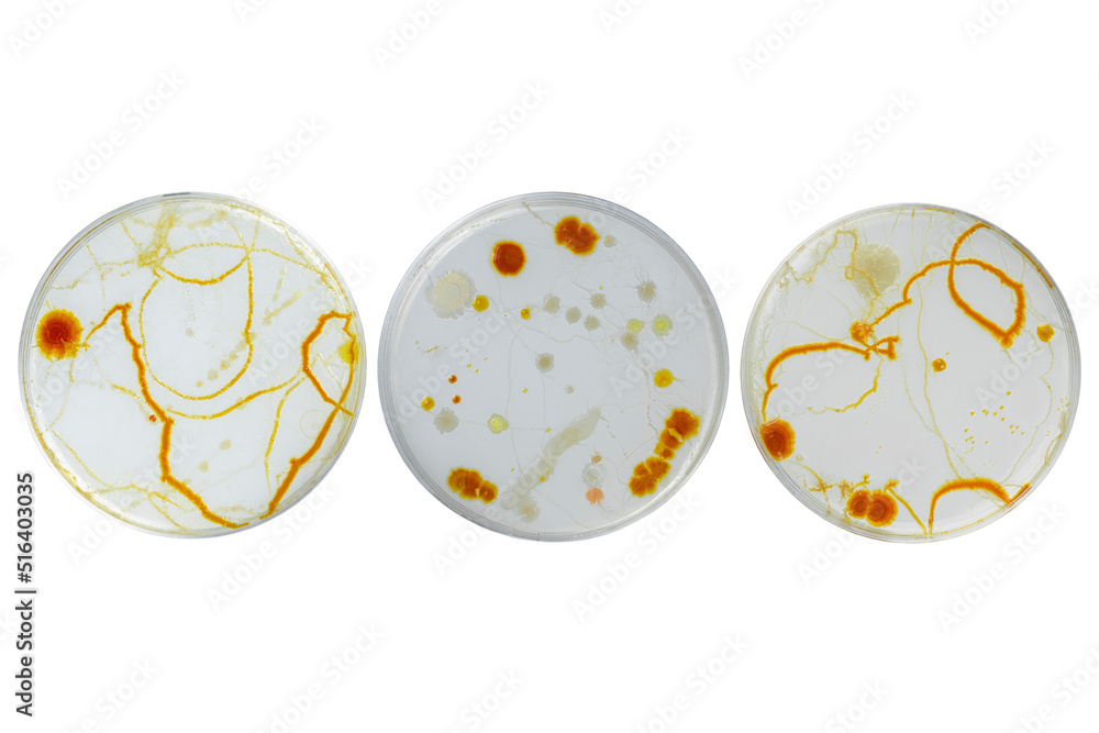 Petri dish and culture media with bacteria on white background with ...