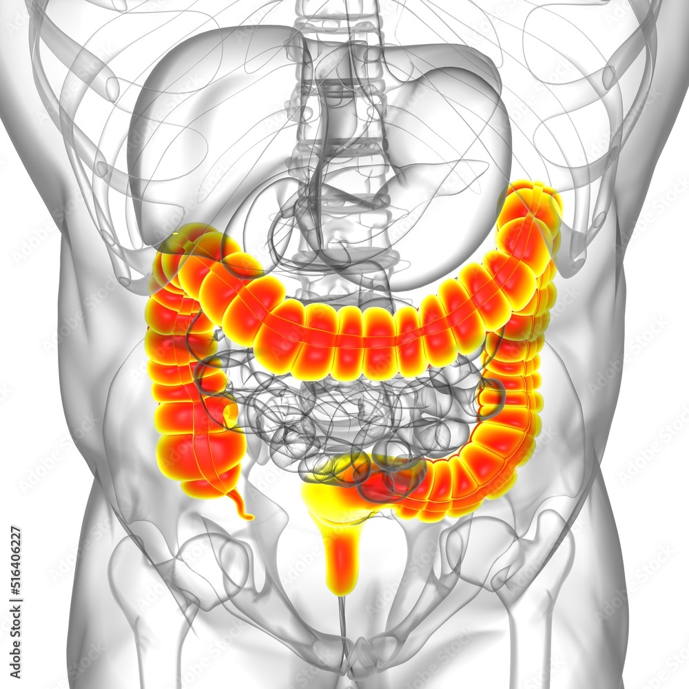 Large Intestine 3D Illustration Human Digestive System Anatomy Stock ...