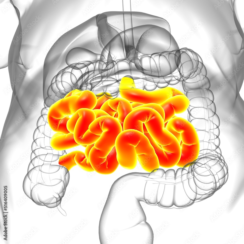 Small Intestine 3D Illustration Human Digestive System Anatomy Stock ...