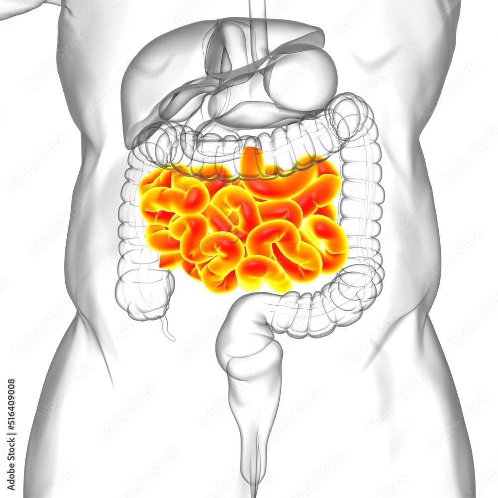 Small Intestine 3D Illustration Human Digestive System Anatomy Stock ...