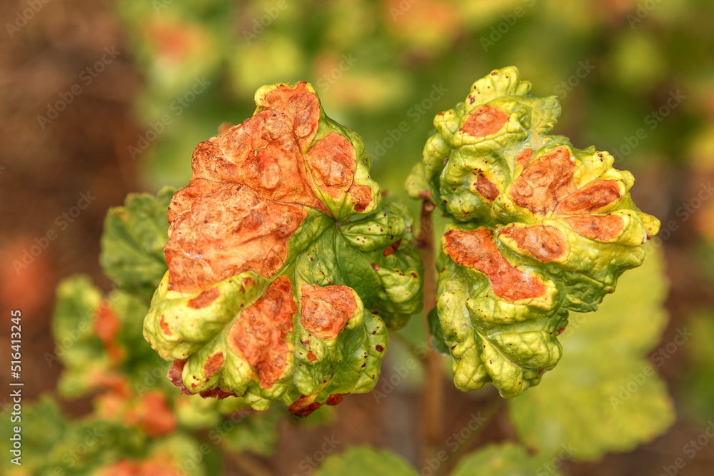 Currant disease in which red spots appear on the leaves. Anthracnose ...