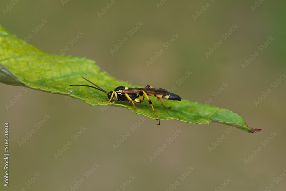 Close up male parasitic wasp Ichneumon xanthorius family ichneumon ...
