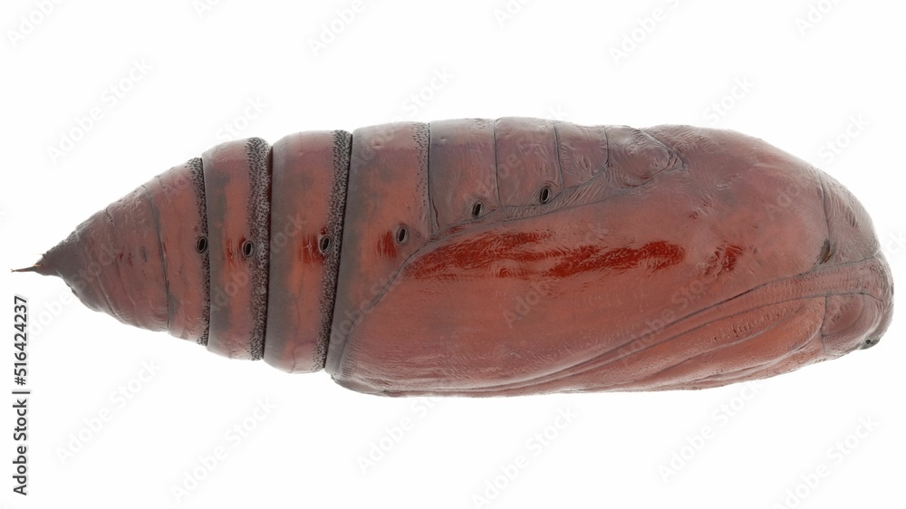 Noctua pronuba pupae specimen Stock Photo | Adobe Stock