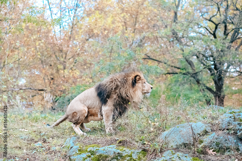 Funny animals or jokes. The lion went to the toilet peeing or pooping ...