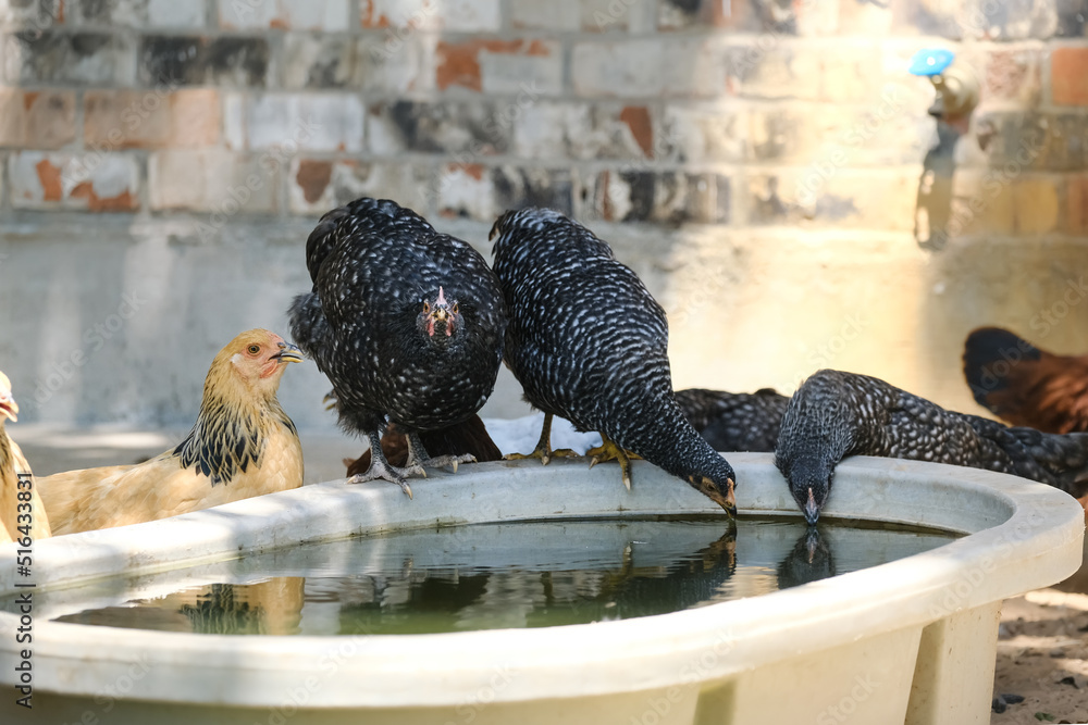 Poultry farm hydration concept shows chicken hens at water tub. Stock ...