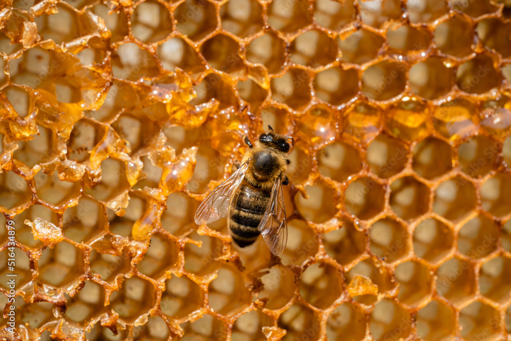 Honey bee on golden wax combs. Honeycomb frame cells with sweet nectar ...