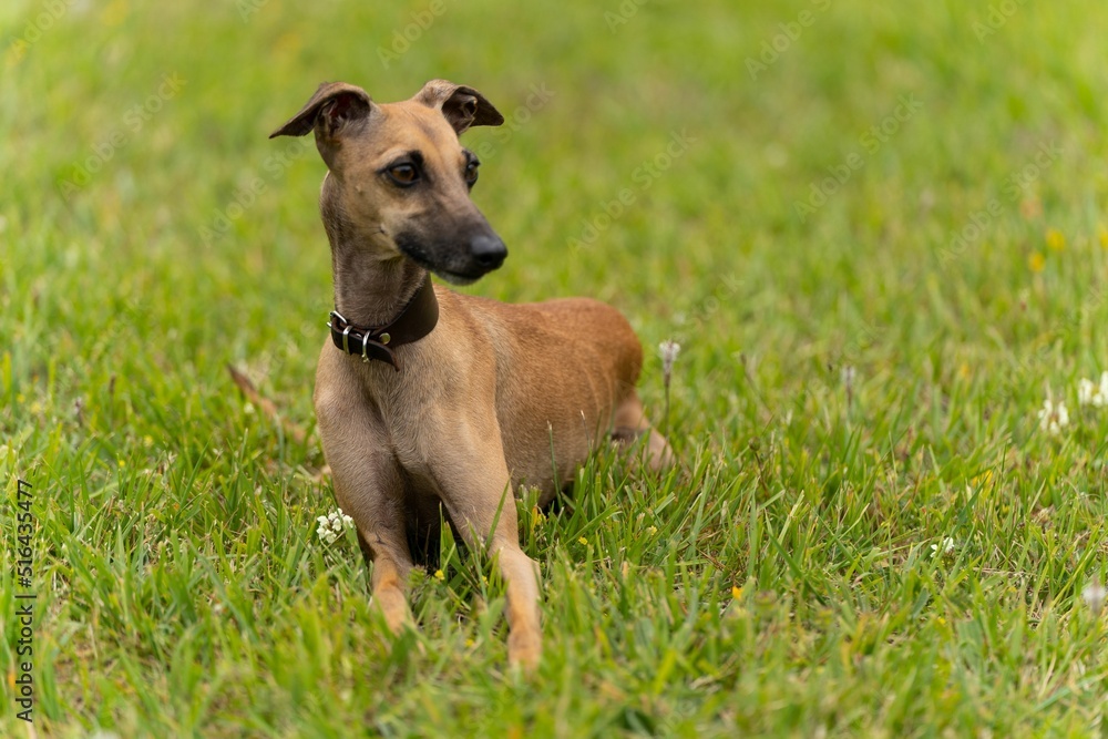 Brown Italian Greyhounds