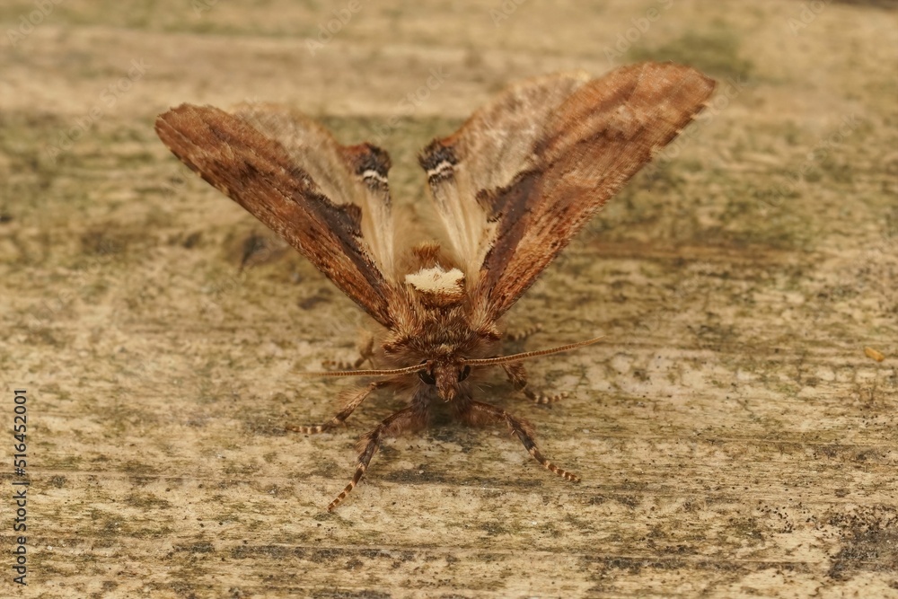 Foto de Frontal close up on the coxcomb prominent moth, Ptilodon ...