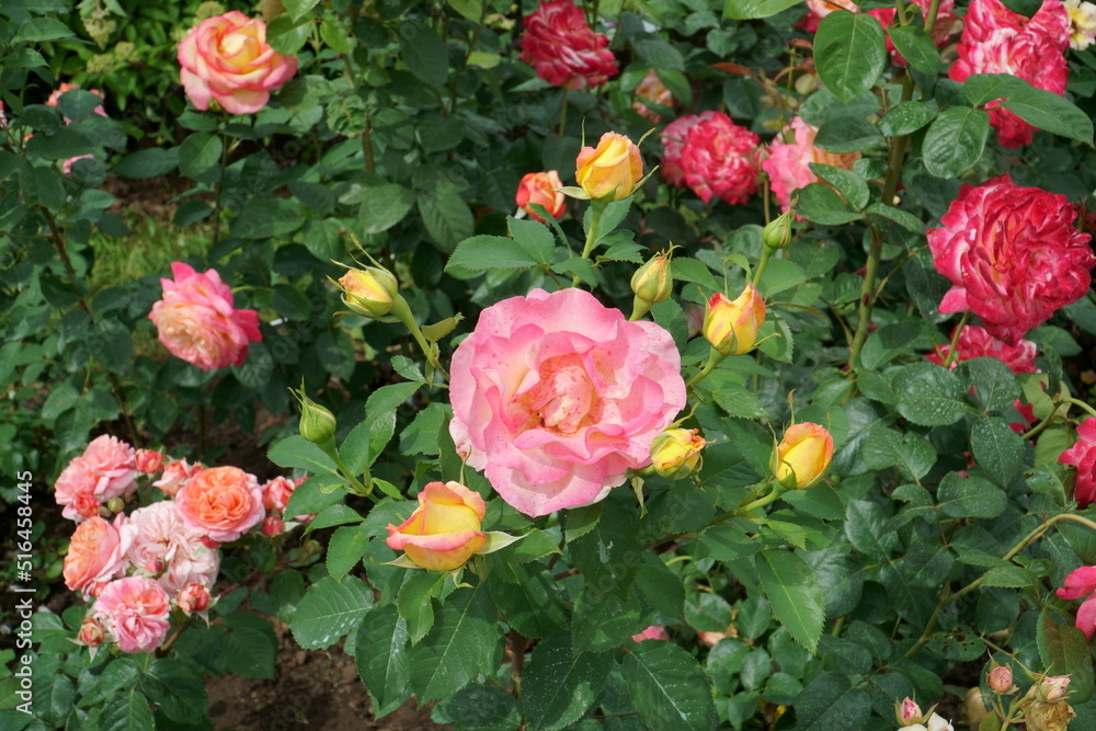 Colorful, flowering roses in a view from the top - royal species of ...