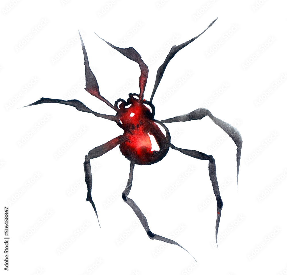 Redback watercolor Spider isolated on a white background, Australian ...