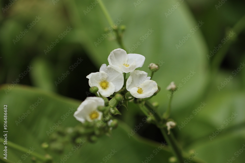 Cambodia. Echinodorus cordifolius, the spade-leaf sword or creeping ...