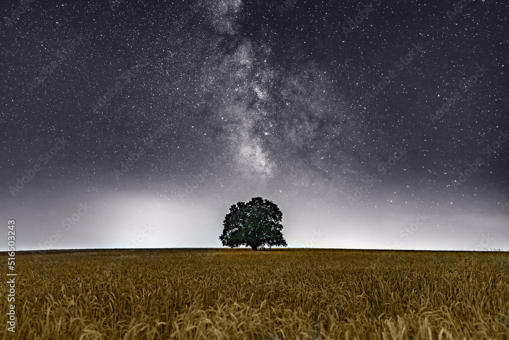 Old oak tree in a wheat field at night Stock Photo | Adobe Stock