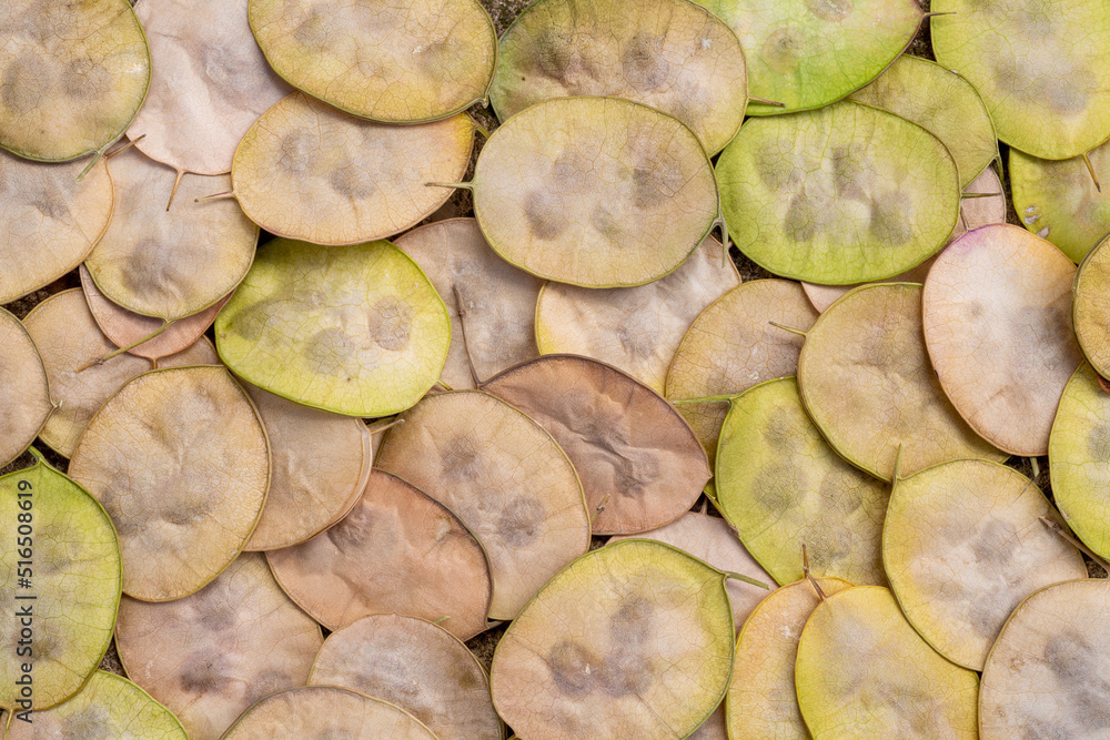 Lunaria annua. Seed pods of the Silver Plant or Coins of the Pope ...