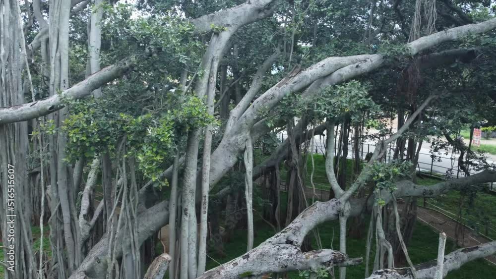 Bangalore, India 12th July 2022: The big banyan tree Bangalore also ...