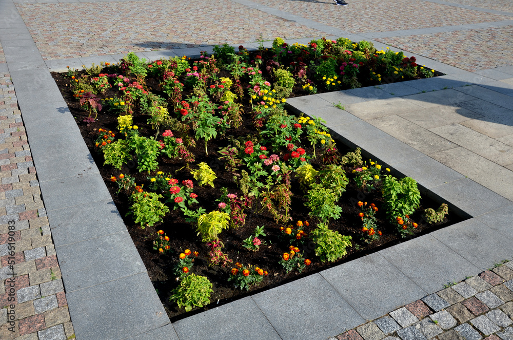 commonly known as spider flower, spider plant, pink queen, or ...