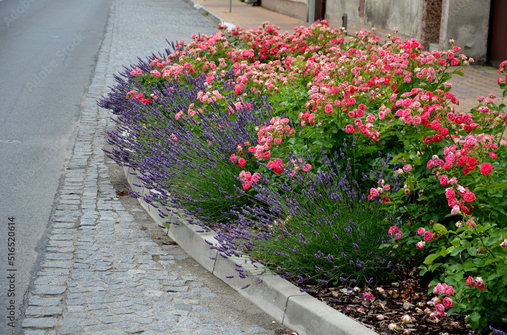 Ground cover roses are characterized by a compact low growth. Shoots ...