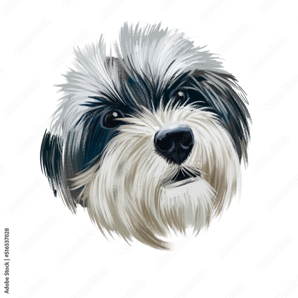 Havanese, Havanese Cuban Bichon, Havaneser dog digital art illustration ...