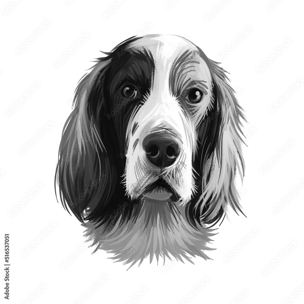Irish Red and White Setter dog digital art illustration isolated on ...