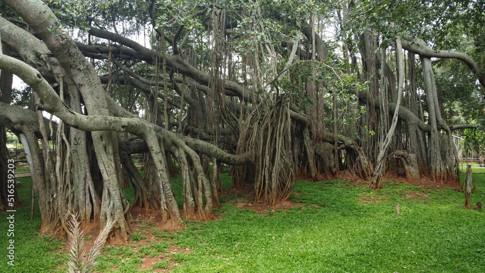 Bangalore, India 12th July 2022: The big banyan tree Bangalore also ...