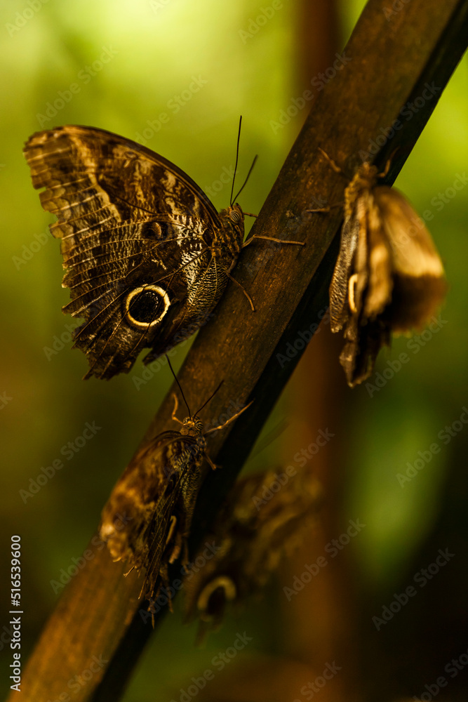 Poster butterflies in the south america amazon rainforest in suriname ...