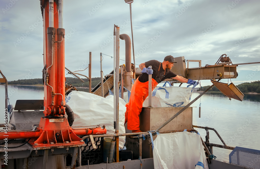 the process of harvesting mussels on a specialized industrial marine ...
