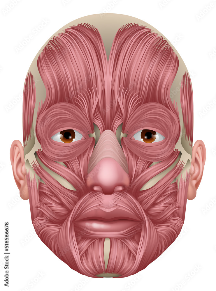 Human Face Muscles Anatomy Infographic Diagram For Medical Physiology ...
