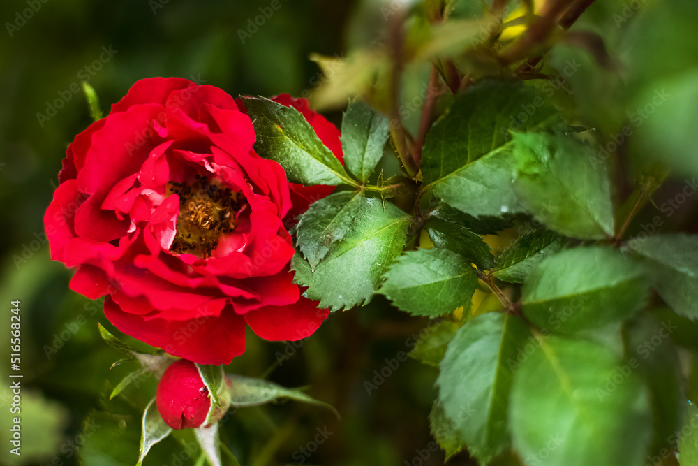 Garden red roses in a flower garden on farm or near house in city ...