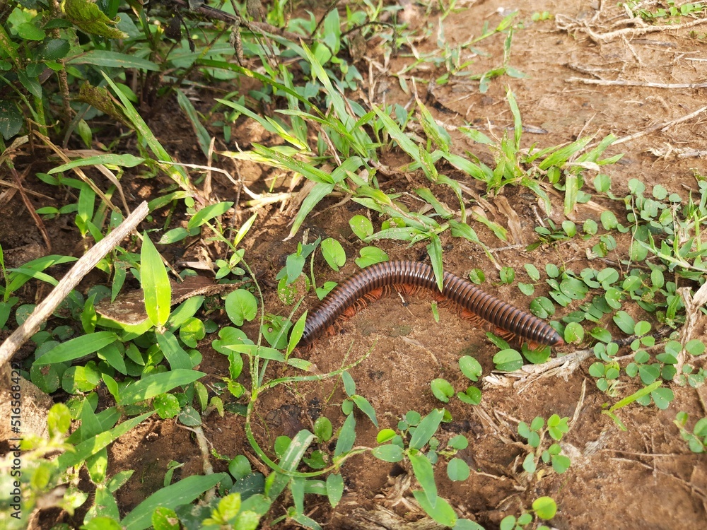 Millipede walking the field in rainy season. Red Millipedes. It is a ...