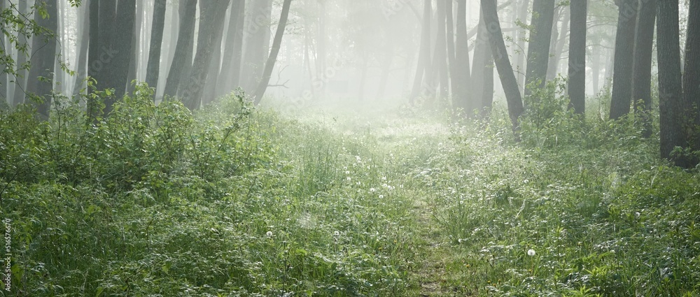Pathway through the majestic deciduous forest in a fog at sunrise. Soft ...
