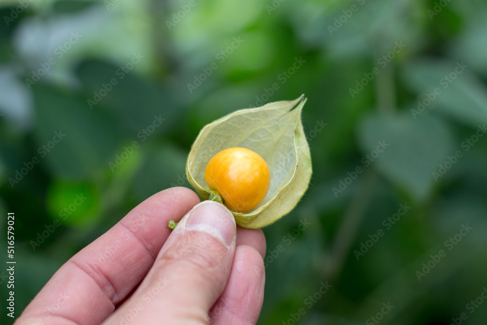 Physalis peruviana, a South American plant native to Colombia, Ecuador ...