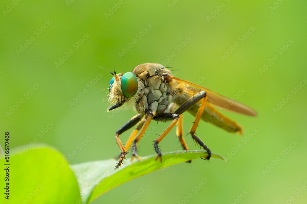 Photo & Art Print The Asilidae are a family of robber flies, also ...