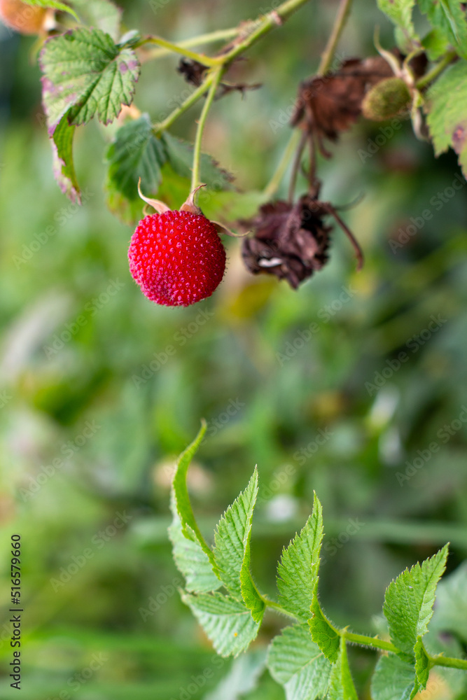 Artistic picture of Rubus rosifolius, also known as roseleaf bramble ...