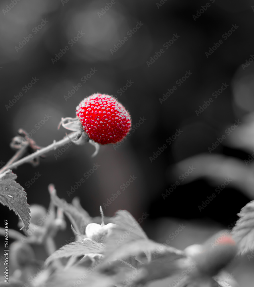 Artistic picture of Rubus rosifolius, also known as roseleaf bramble ...