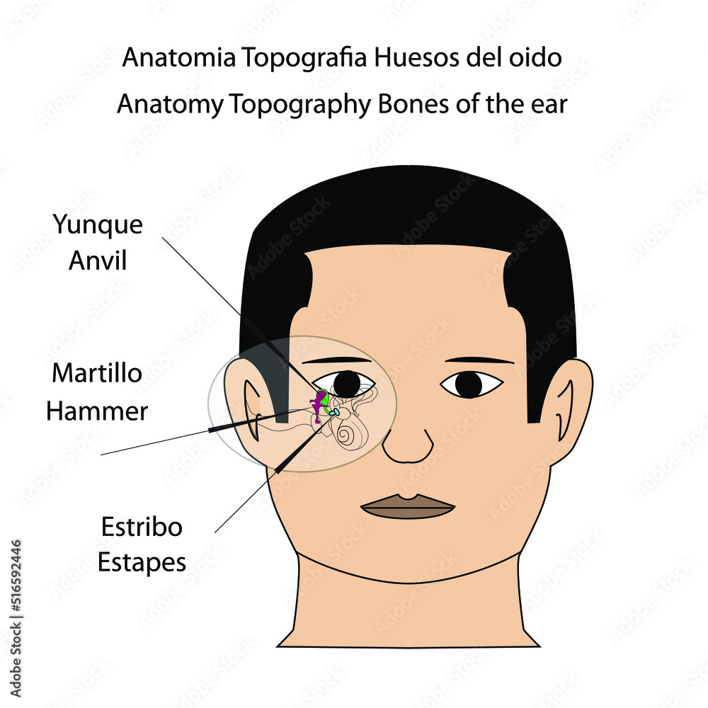Anatomia Topografia Huesos del oido martillo yunque y estribo Stock ...