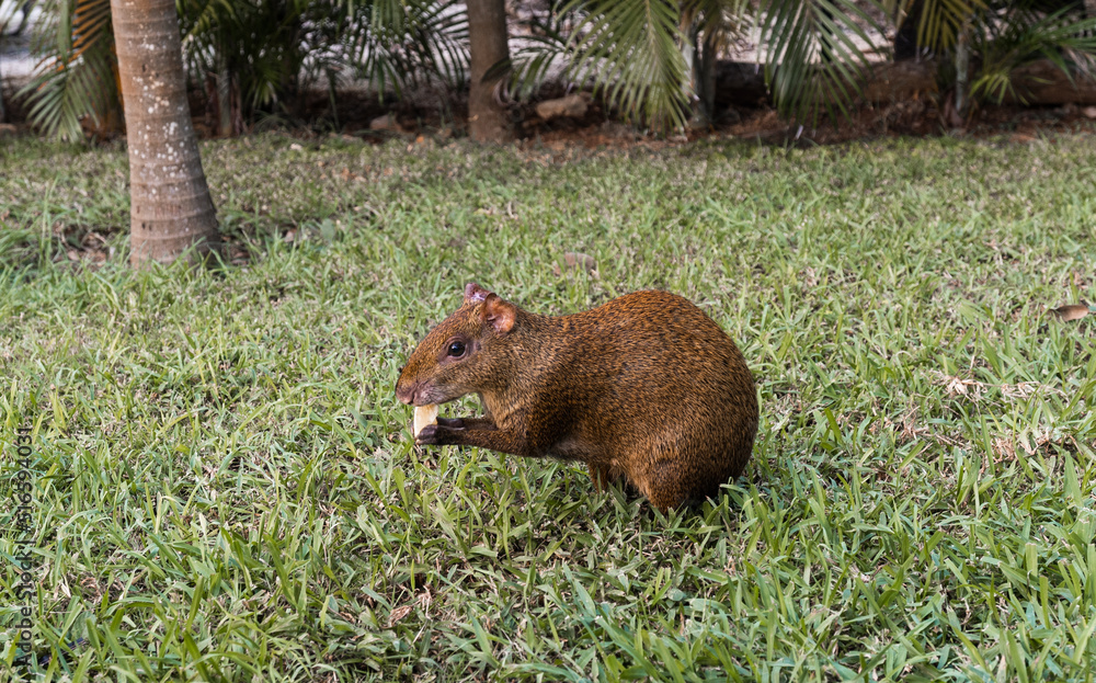 sereque animal, central american agouti eats in the garden of a house ...