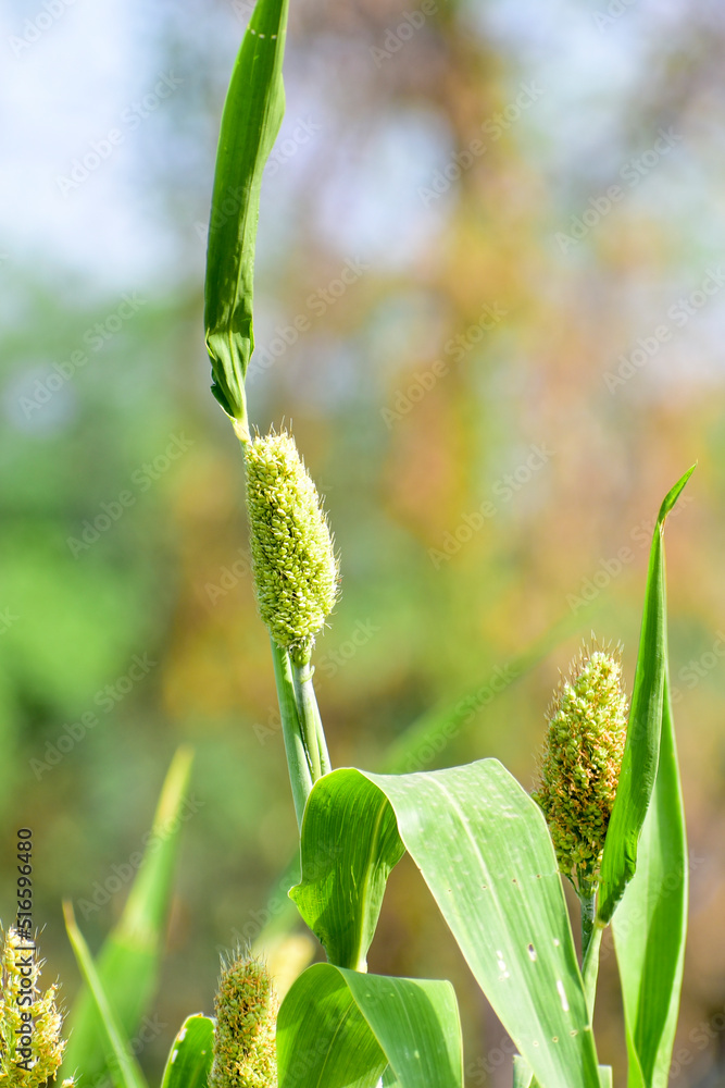 Poster Sorghum bicolor, commonly called sorghum and also known as great ...