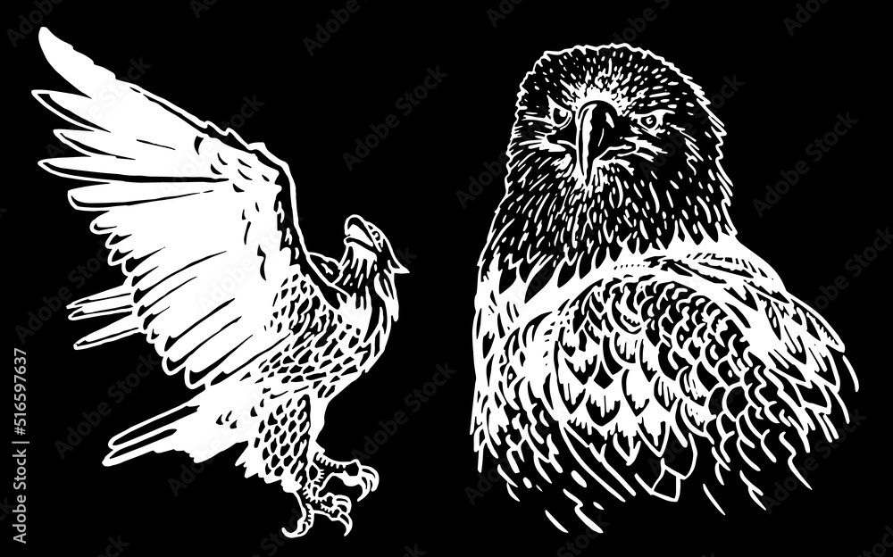 Vector two eagles, eagle flying and portrait of eagle. Bald eagle ...