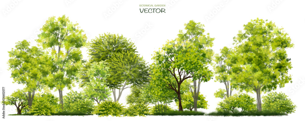 Vector watercolor of tree side view isolated on white background for ...