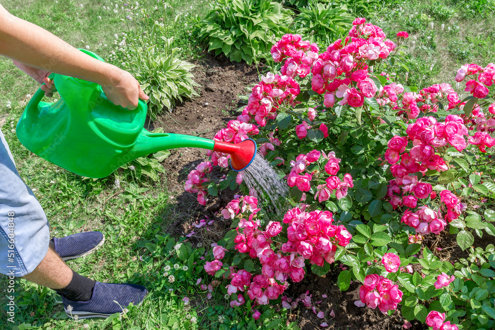 A gardener pours water from a watering can over the bushes of a red ...
