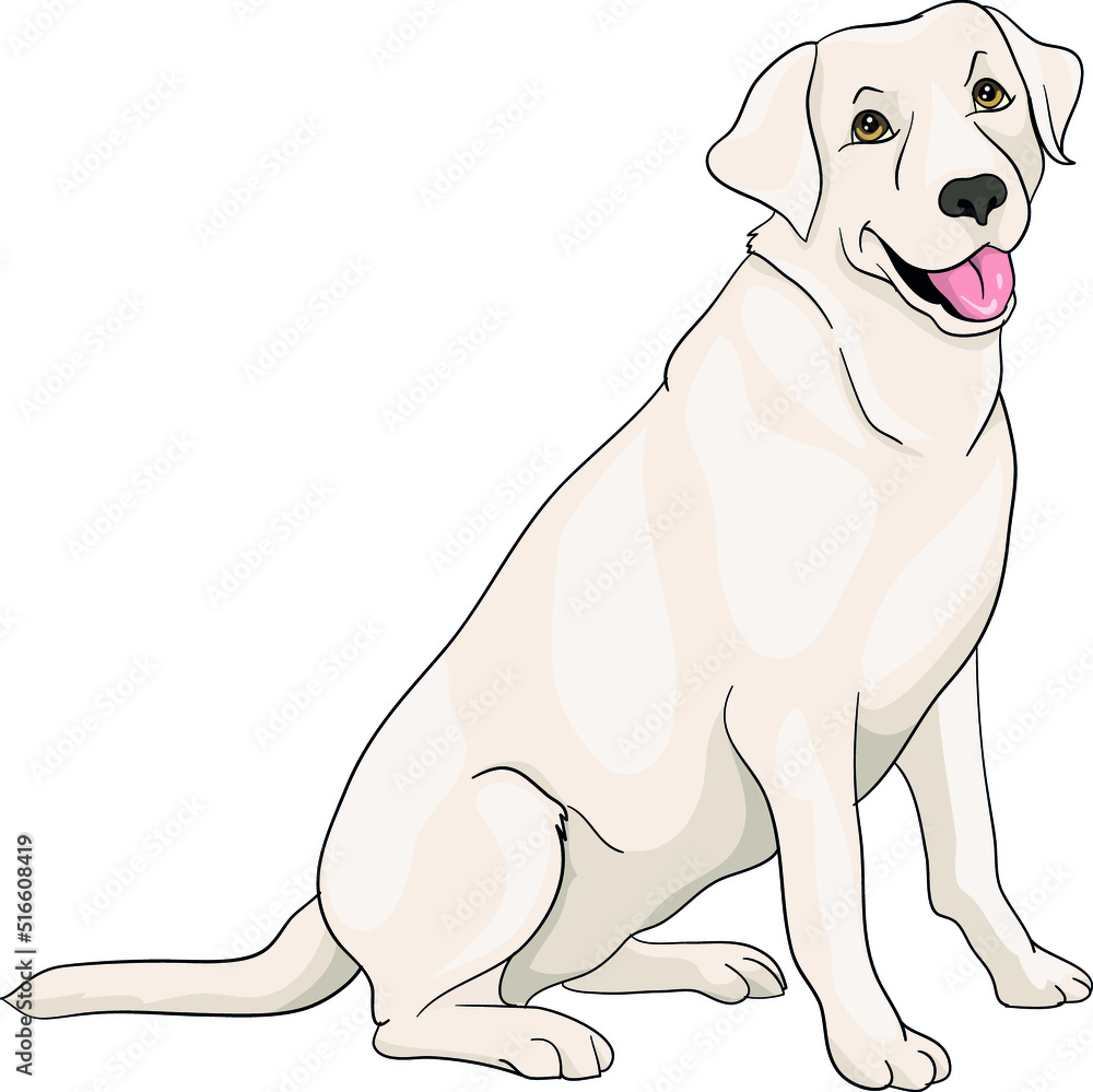 Labrador golden retriever sitting drawing vector illustration dog tosa ...