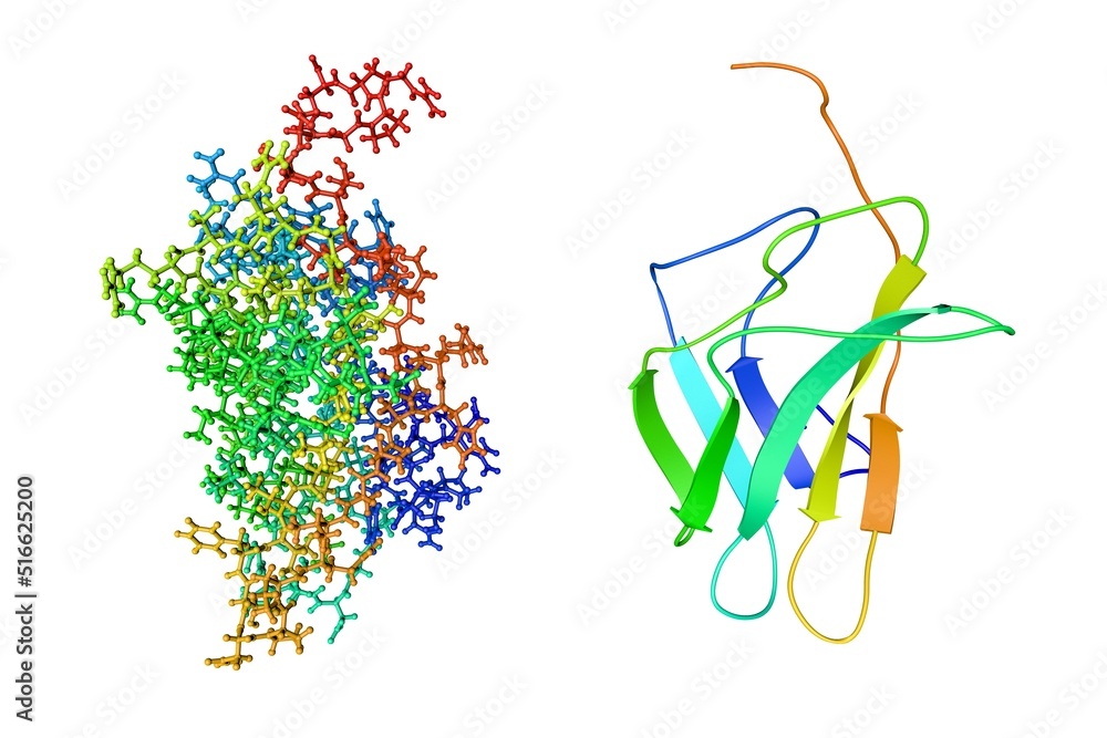 Fold Of The Core Binding Factor Alpha Crystal Structure And Molecular Model Rendering Based On