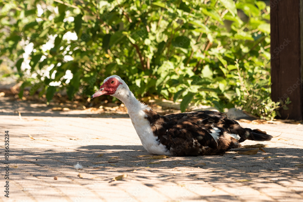pato criollo en el parque (Cairina moschata) Stock Photo | Adobe Stock