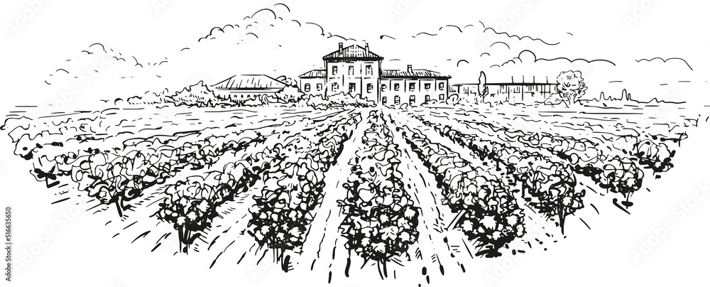 ภาพประกอบสต็อก Rows of vineyard grape plants and winery farmhouse on ...