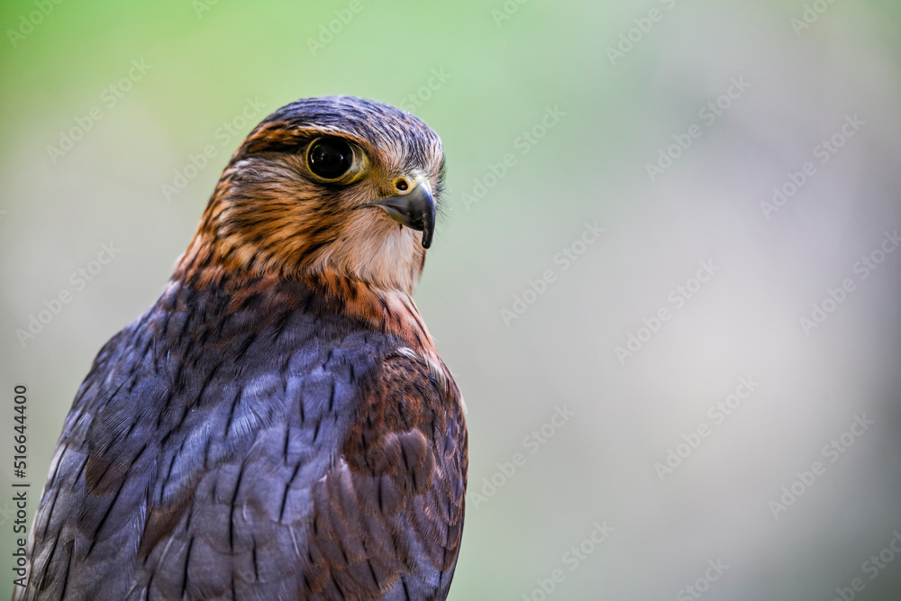 Falco columbarius or merlin is a species of falconiform bird in the ...