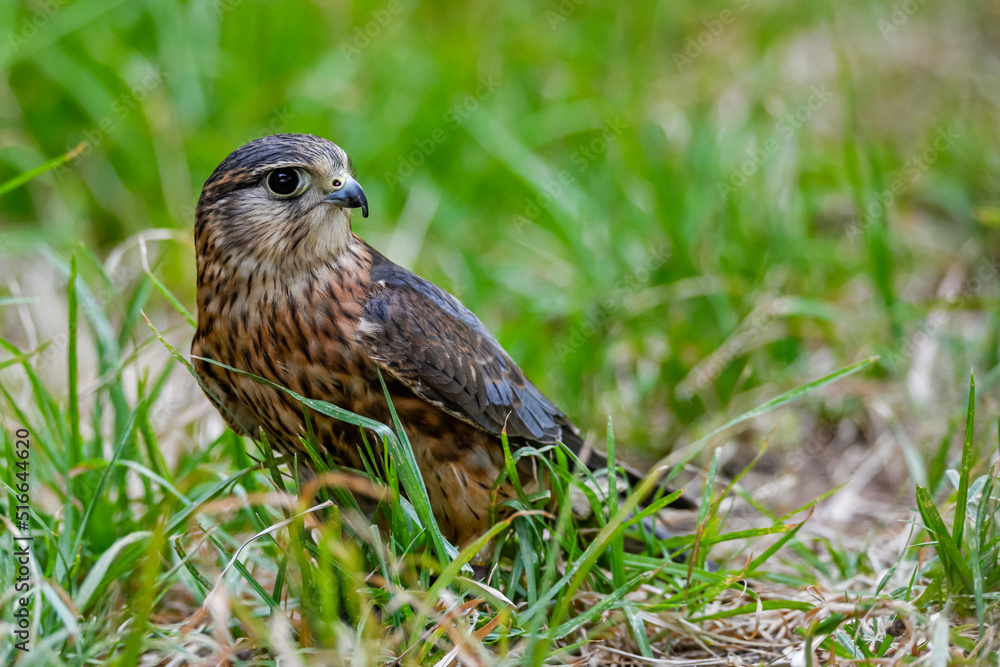 Falco columbarius or merlin is a species of falconiform bird in the ...