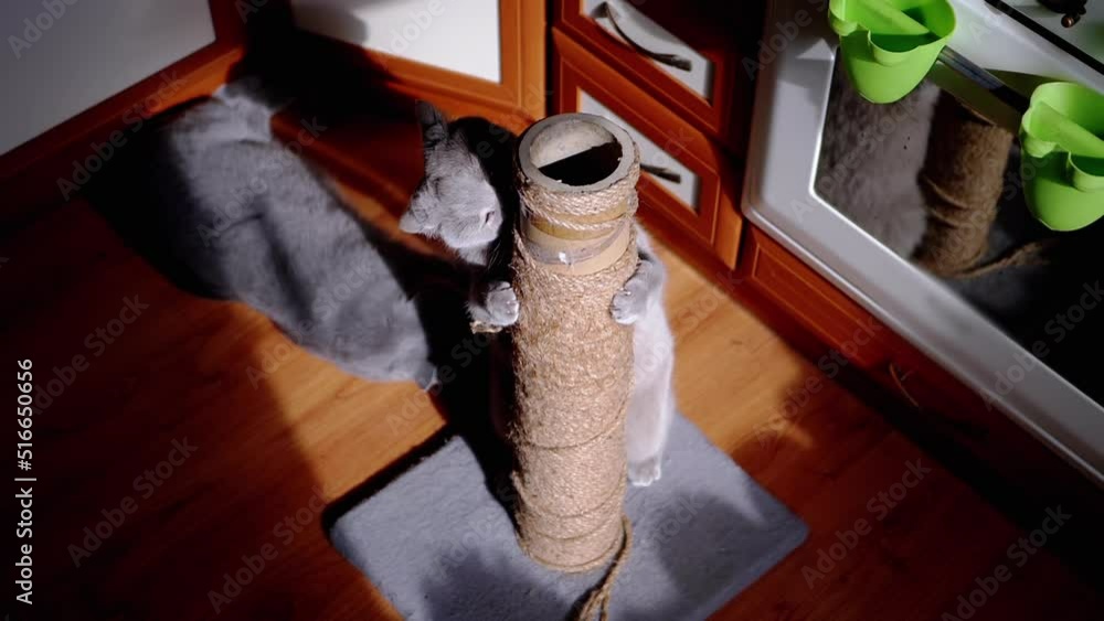 Two Gray Fluffy Cats Play with a Scratching Post on the Floor in the ...
