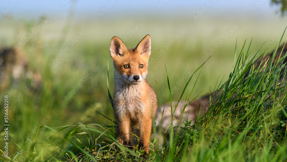 Red fox Vulpes vulpes. A fox stands in a meadow. Wild young fox Stock Photo | Adobe Stock