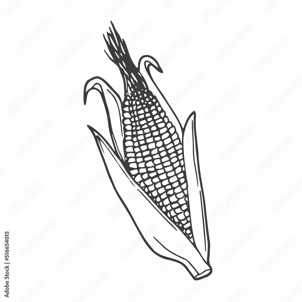 Vector hand drawn popcorn corn cob outline doodle icon. Food sketch ...