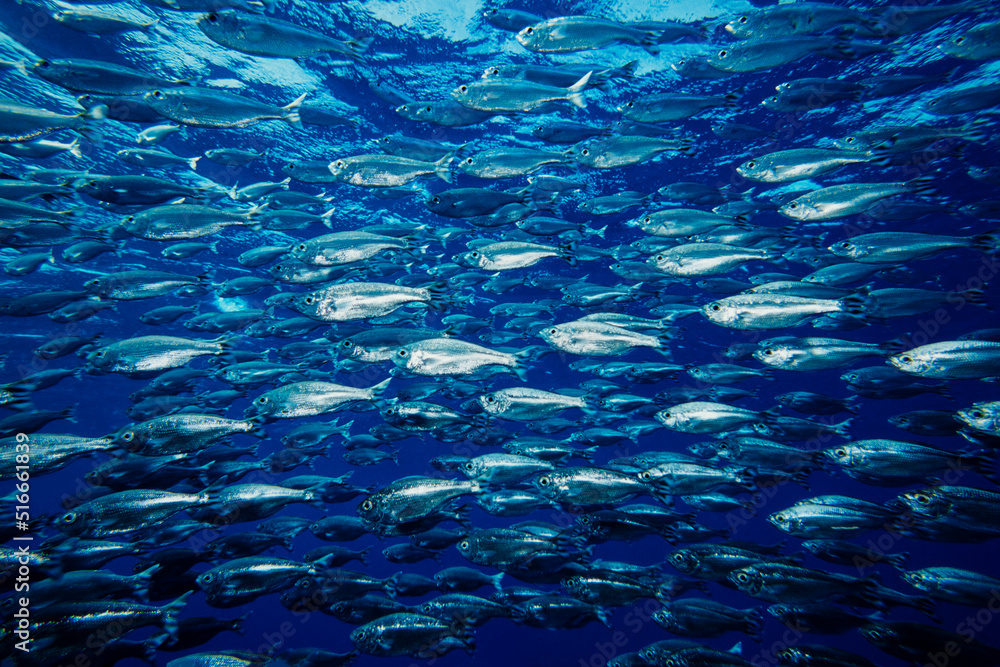School of Barred flagtail, Kuhlia mugil, Brothers Islands, Red Sea ...