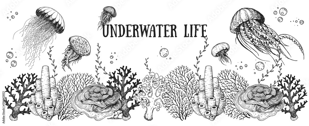 Underwater life. Hand drawn sketch. Vector illustration. Seaweed ...